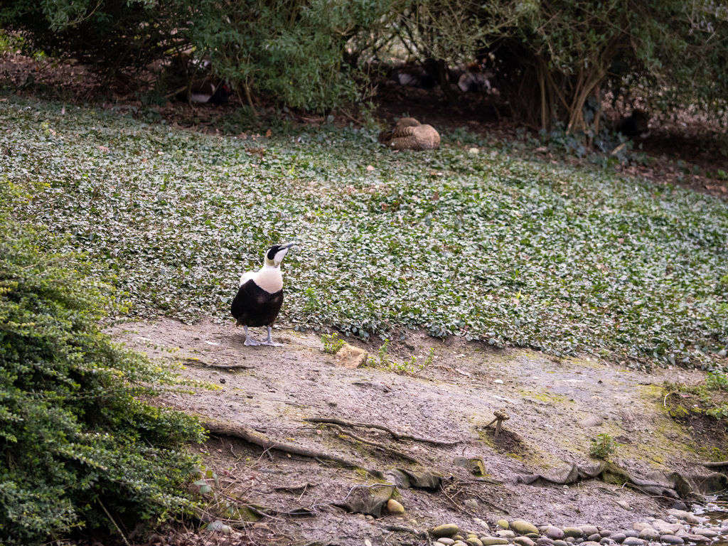 Common Eider from London, UK on March 12, 2023 at 12:50 PM by Iuliu ...