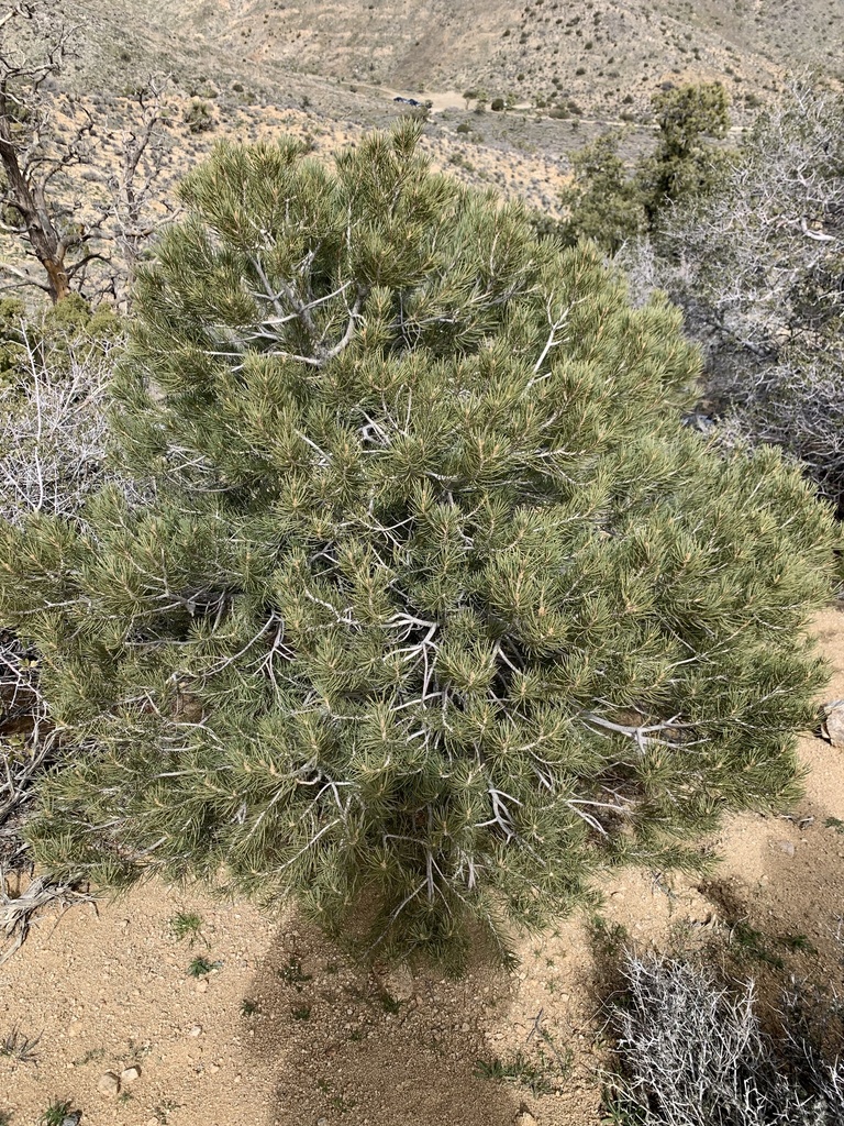 singleleaf pinyon from Copper Hills, Yucca Valley, CA, US on March 6 ...