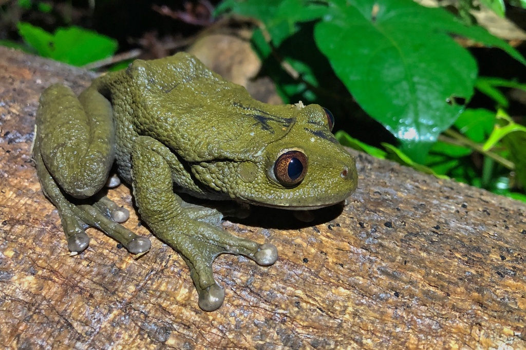 Palm Forest Tree Frog in March 2023 by birdmark95 · iNaturalist