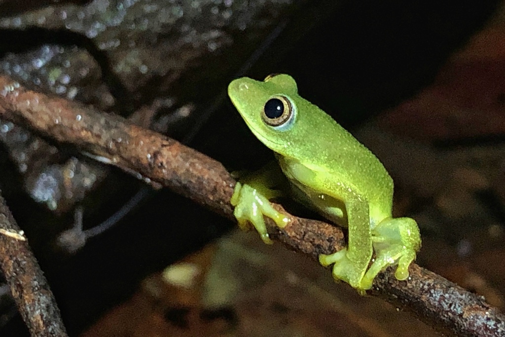 Drewes' Reed Frog in March 2023 by birdmark95 · iNaturalist