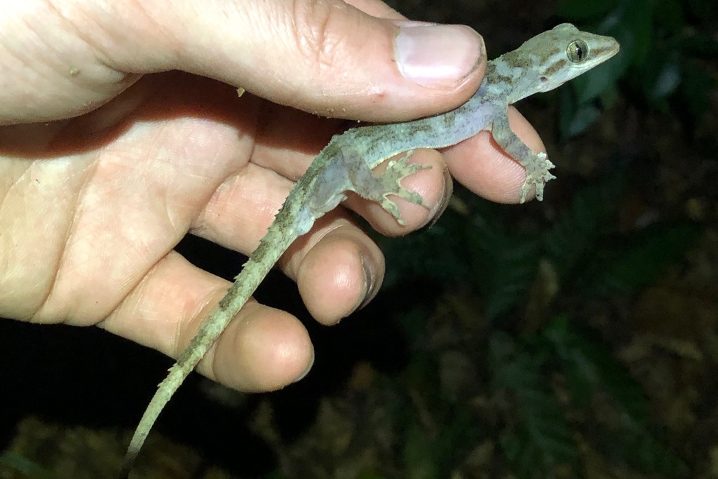 Greeff's Giant Gecko in March 2023 by birdmark95 · iNaturalist