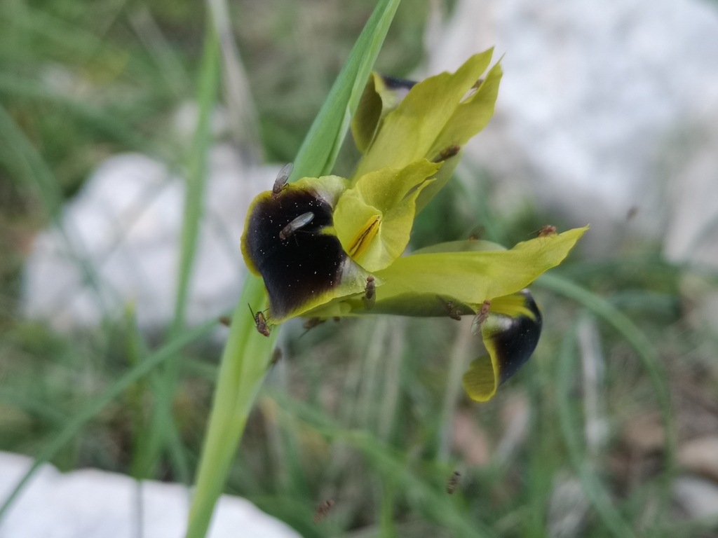 Snake's-head Iris from Orebić, HR-DN, HR on March 12, 2023 at 05:18 PM ...