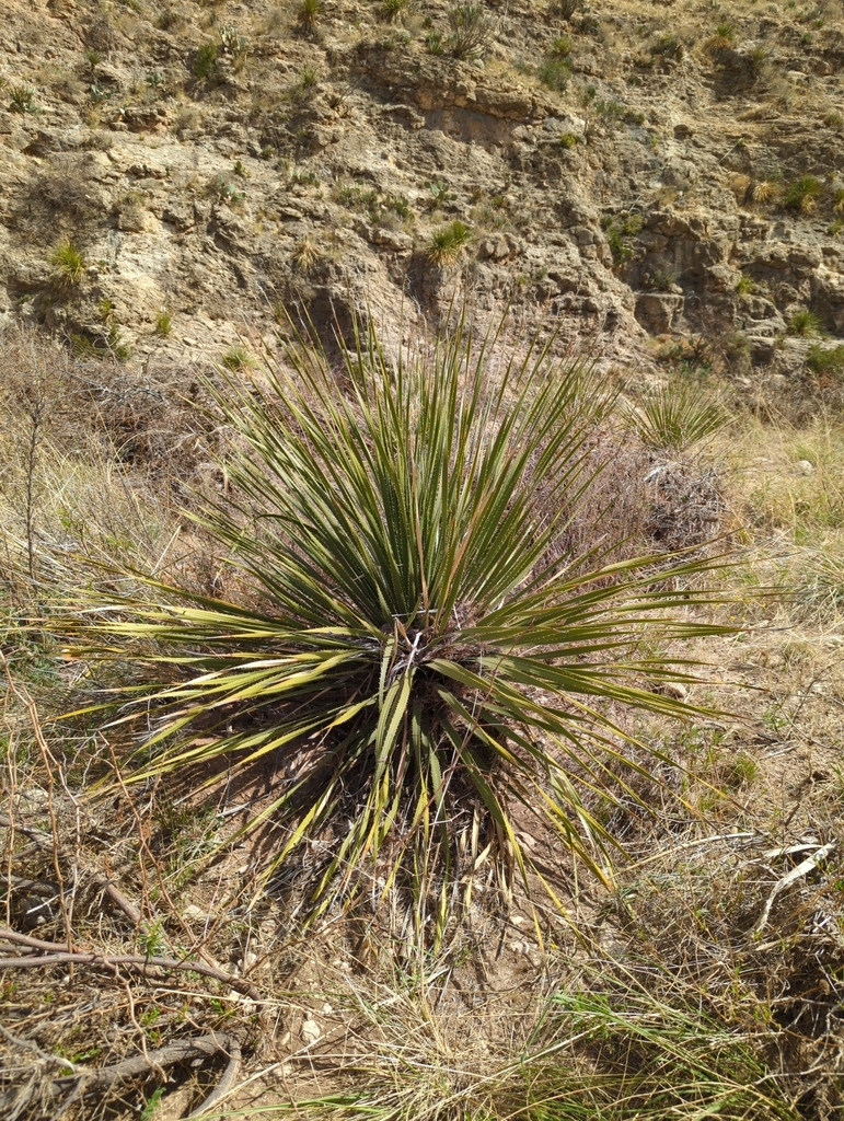 Smooth Sotol from Carlsbad Caverns National Park, Eddy County, US-NM ...