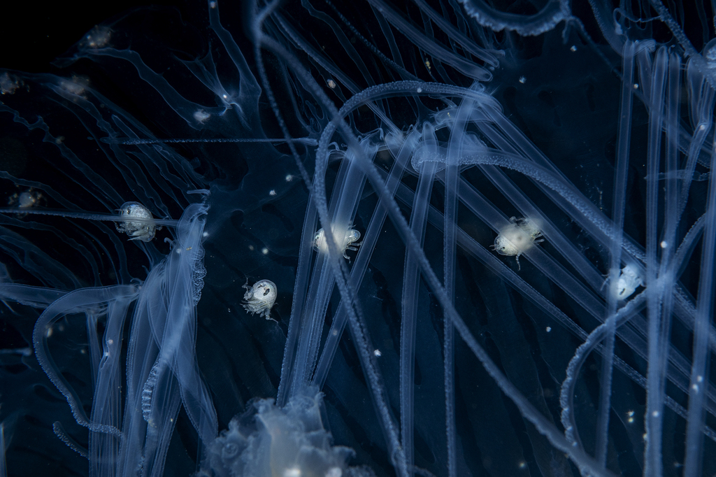 Hyperia from Cowichan Valley, BC, Canada on August 17, 2022 at 12:49 AM ...