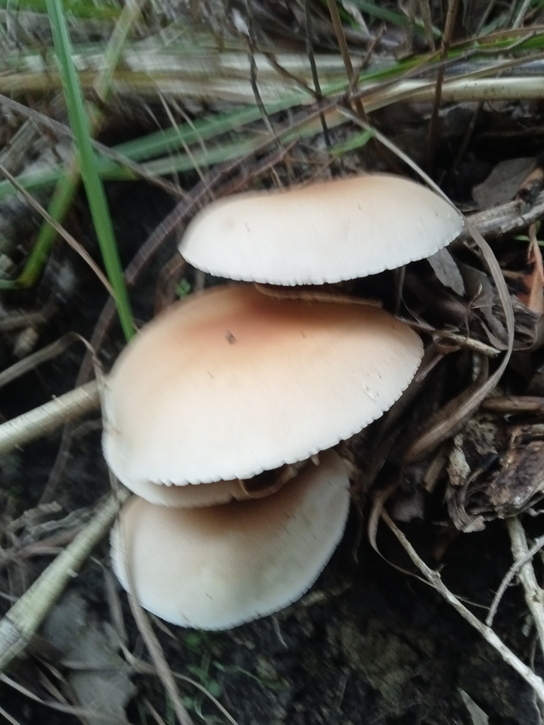 Cyclocybe parasitica from Waimārama, New Zealand on March 02, 2023 at ...