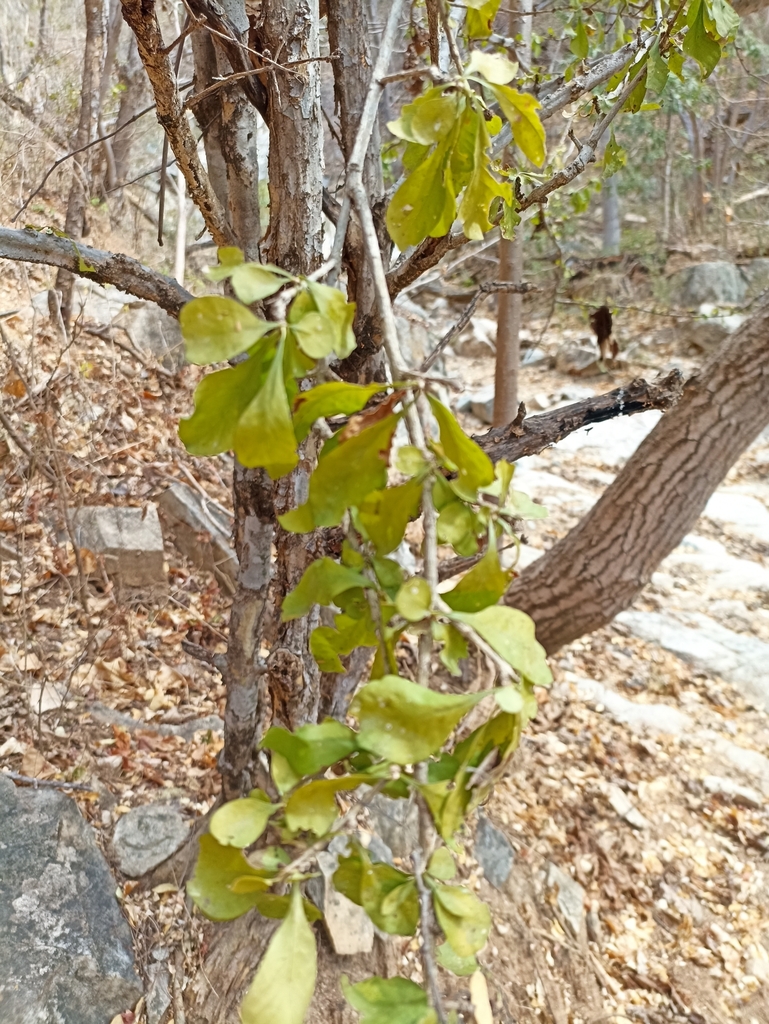 Randia thurberi from 80383 Sin., México on February 25, 2023 at 10:20 AM by Eri Pagaza · iNaturalist
