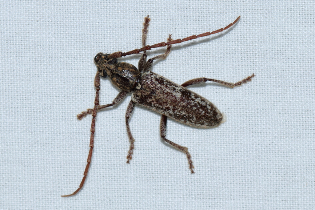 Longhorn Beetles from Hunter Oaks, Austin, TX 78759, USA on March 11 ...