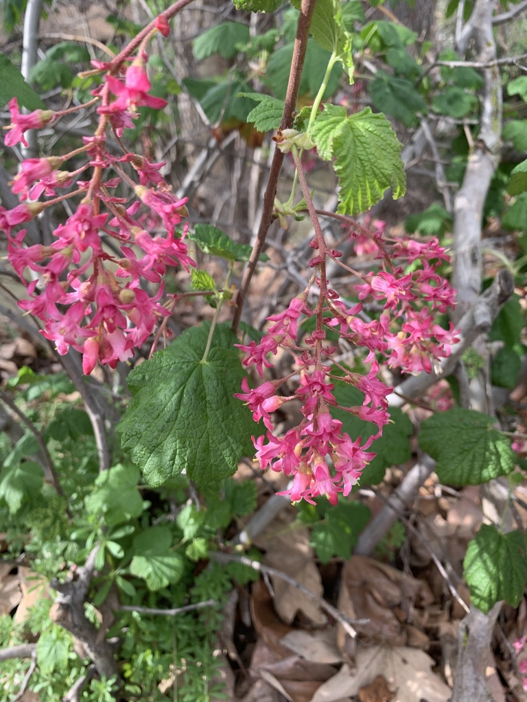 Red-flowering Currant from Dean Ct, Cupertino, CA, US on March 12, 2023 ...