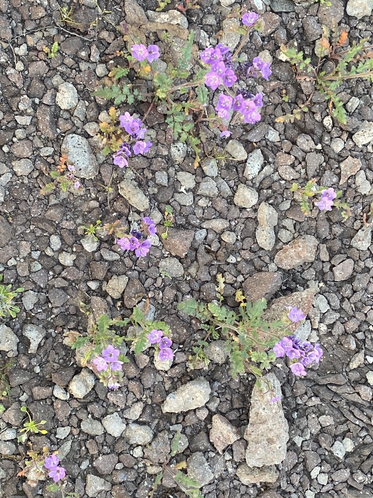 dicots from Ajo, AZ, US on March 12, 2023 at 06:32 PM by Ken Valenti ...