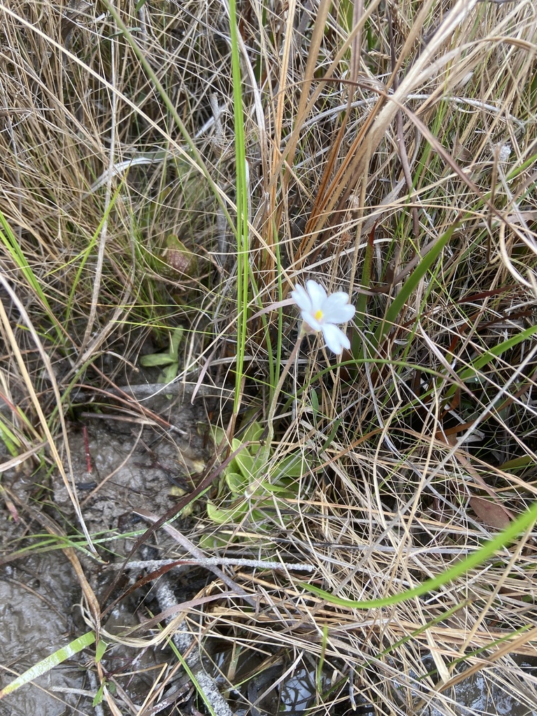 Godfrey's butterwort in March 2023 by Eric Cruz Murphy · iNaturalist