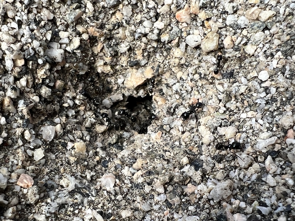 Veromessor pergandei from Fred Waring St, Rancho Mirage, CA, US on ...