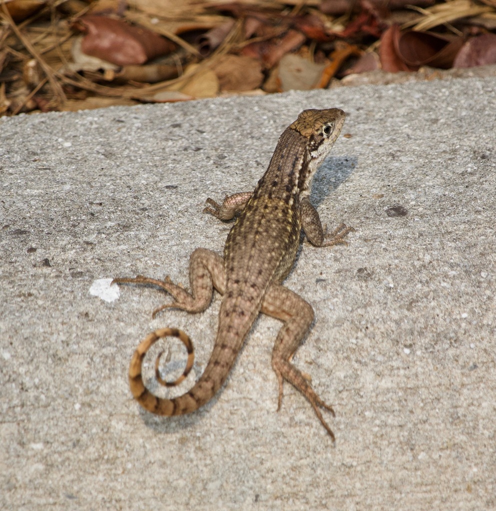 Northern Curly-tailed Lizard from Palm Beach County, FL, USA on March ...
