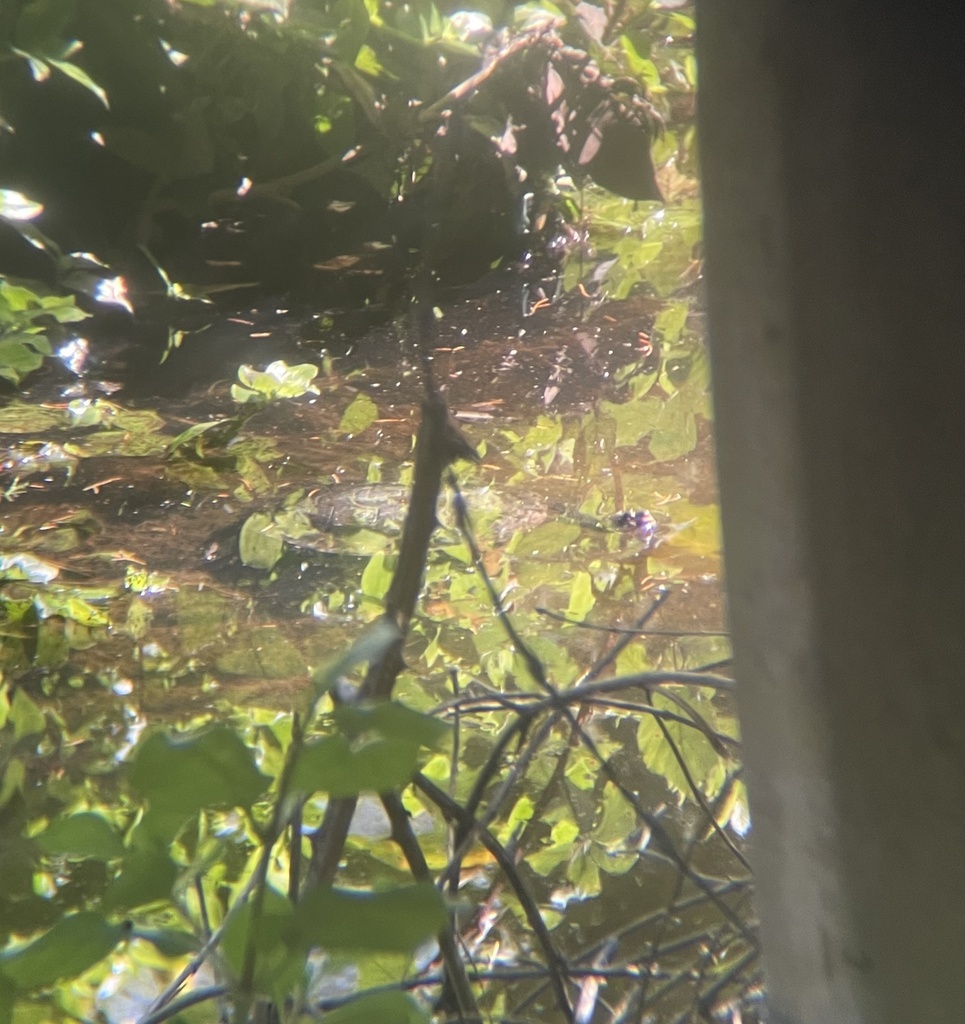 Common Snake-necked Turtle from Upper Sweetwater Creek Reserve ...