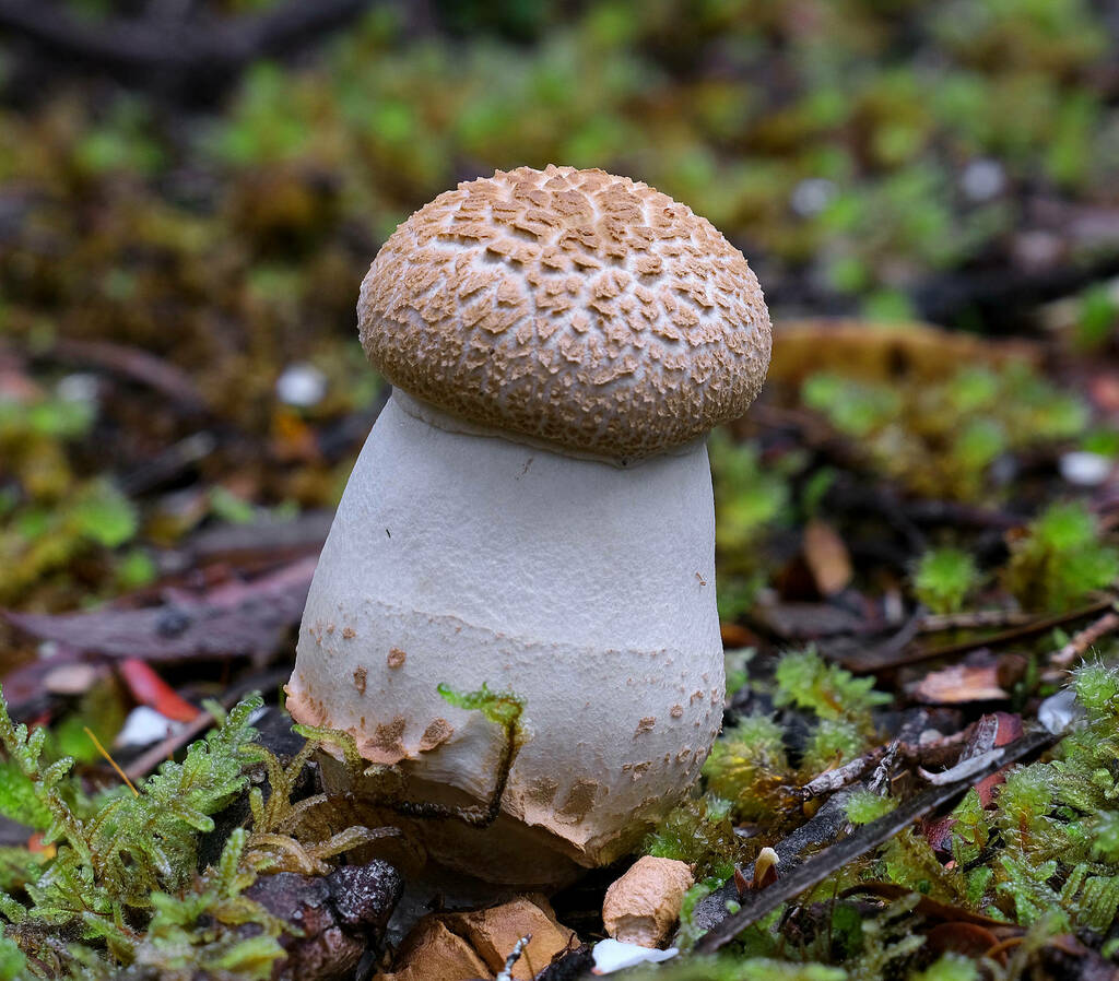 Boletellus from Southwest TAS 7139, Australia on March 02, 2023 at 05: ...