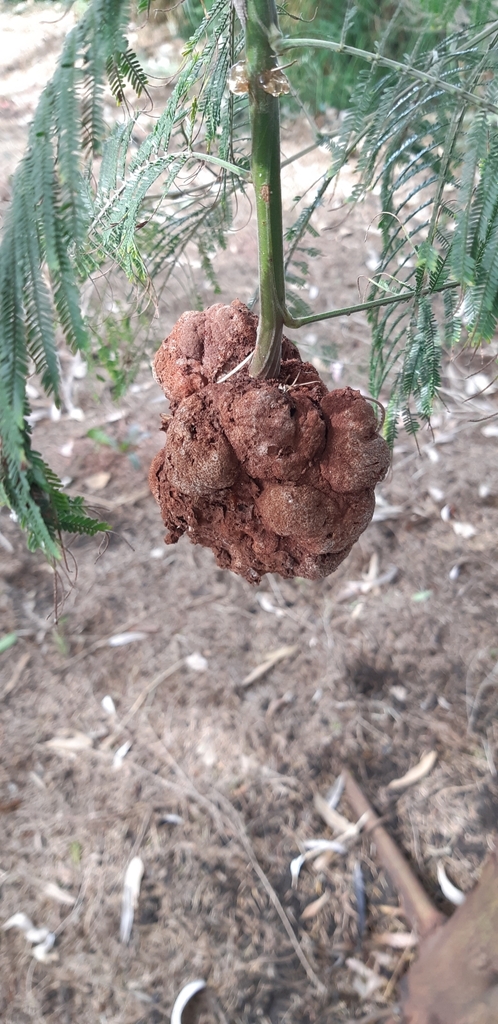 wattle gall rusts from Seaford VIC 3198, Australia on March 08, 2023 at ...