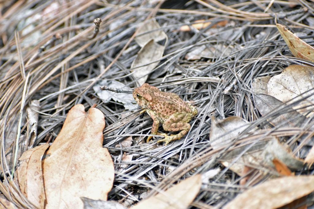 Pine Toad from Uruachi, Chih., México on August 29, 2022 at 03:28 PM by ...