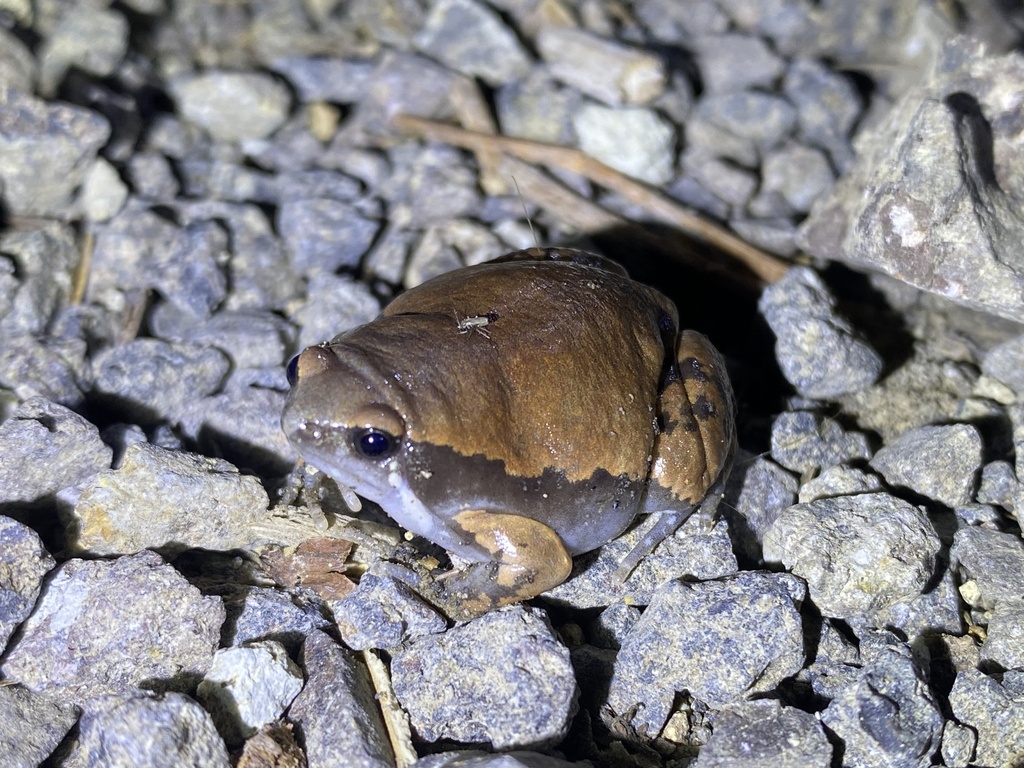 Sheep Frog from Estero Palmares, Liberia, Guanacaste, CR on March 12 ...