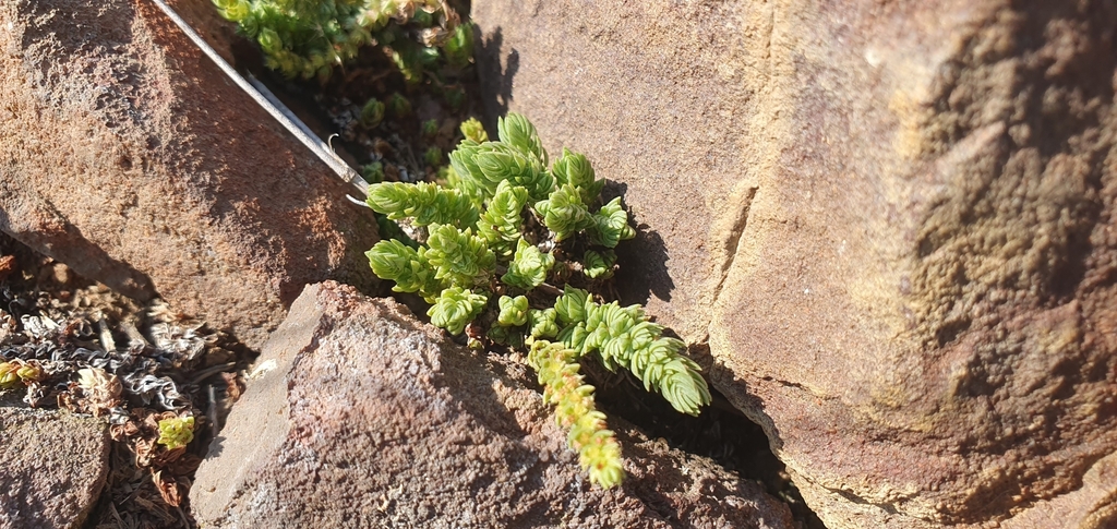 Crassula lanceolata lanceolata from City of Tshwane Metropolitan ...