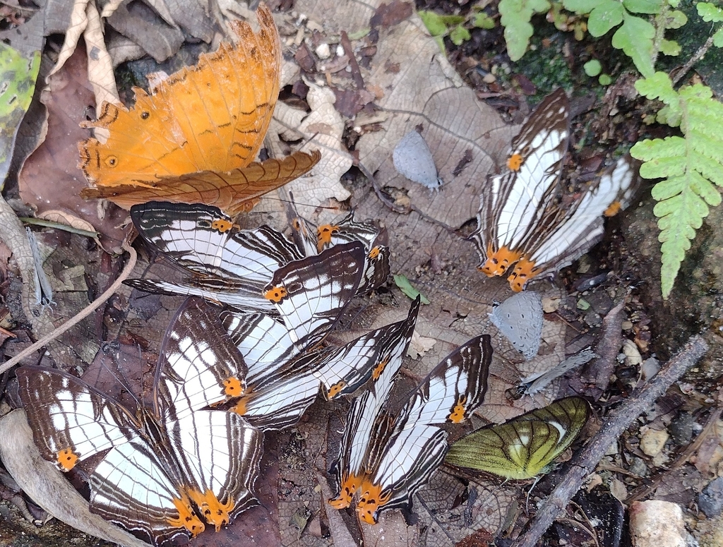 Cyrestis irmae from PG5M+46M, Dusun Baru Lempur, Gunung Raya, Kerinci ...