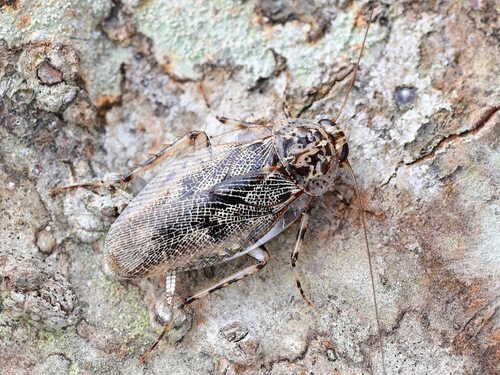 Allacta ornata · iNaturalist