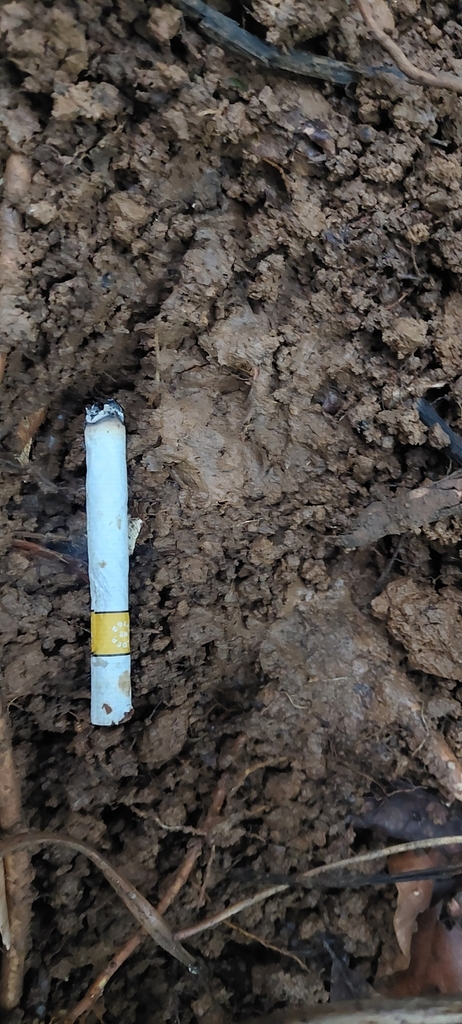 Sumatran Porcupine from Karang Nanding, Karang Tinggi, Central Bengkulu ...