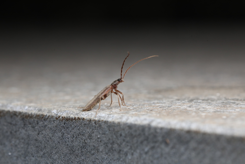 Pleonomus canaliculatus from 清华大学 on March 12, 2023 at 10:43 PM by 寒月米狼 ...