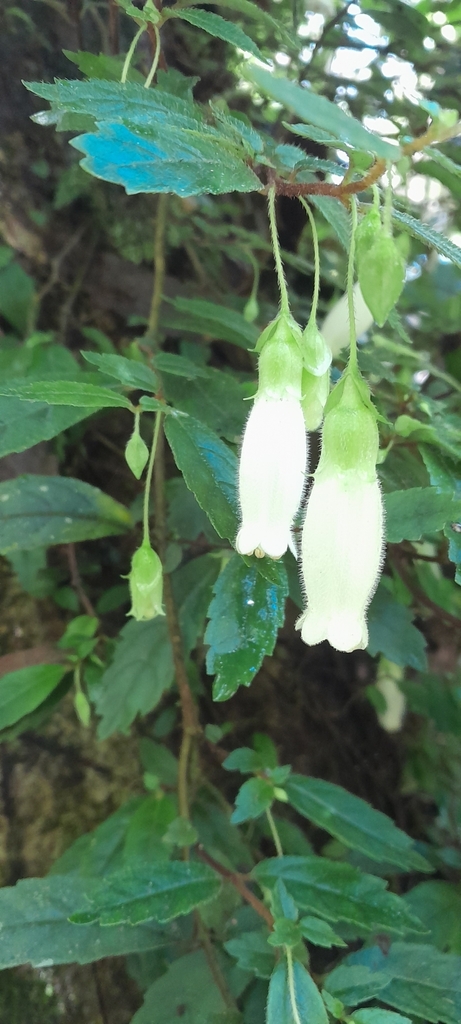 fieldia from Numinbah NSW 2484, Australia on February 26, 2023 at 11:35 ...