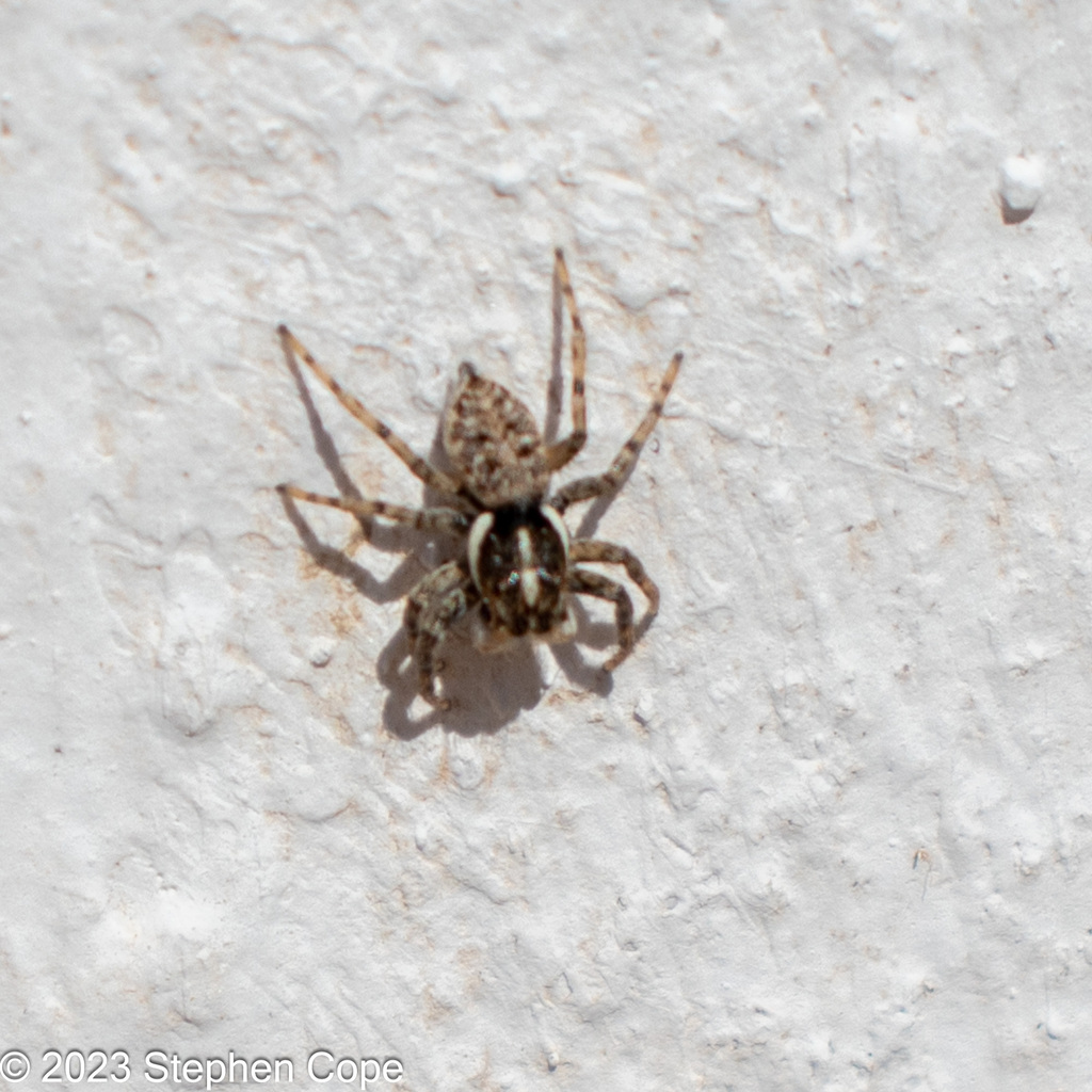 Half-edged Wall Jumping Spider from oria andalucia spain on March 13 ...