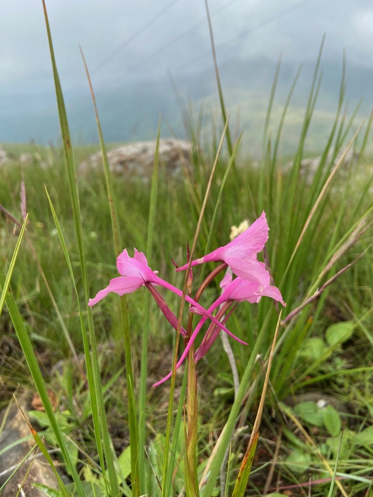 Disa amoena in December 2022 by Carel Fourie. Various forms of Disa ...