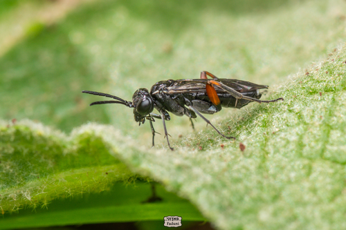 Macrophya consobrina · iNaturalist