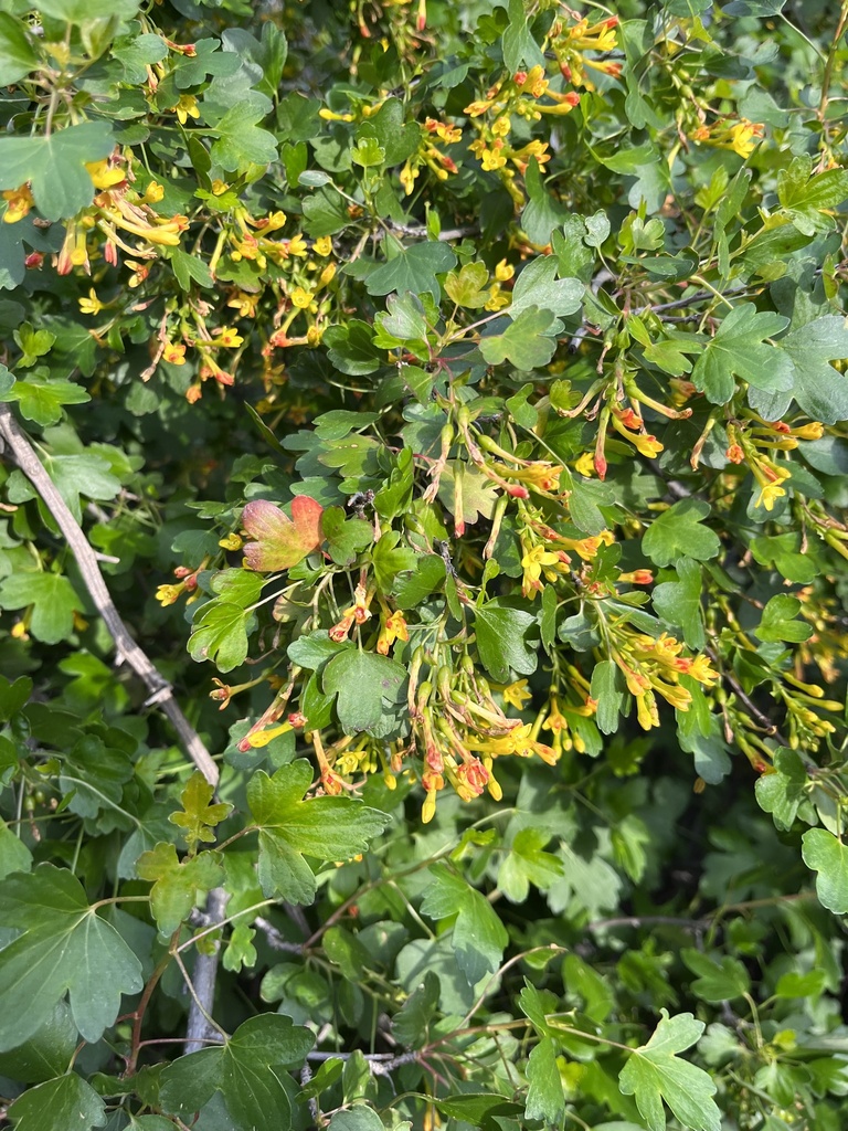 golden currant from San Timoteo, Redlands, CA, US on March 5, 2023 at ...