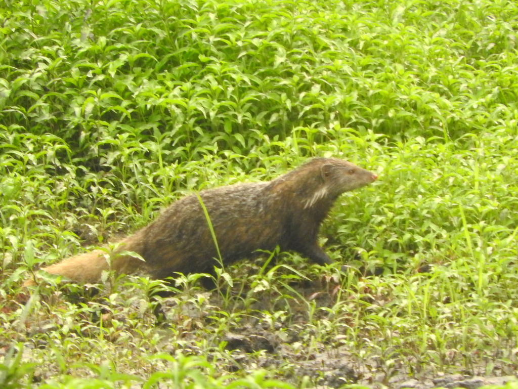 Crab-eating Mongoose from Unnamed Road, JVR6+6P3, Assam 783391, India ...