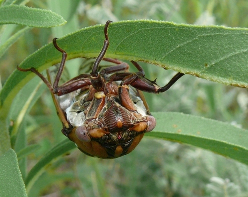Bush Cicada (Tibicen dorsatus) · iNaturalist