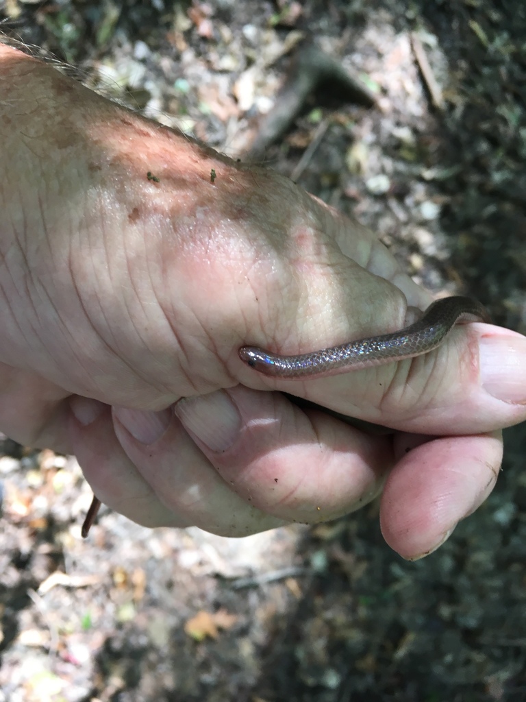 Eastern Worm Snake from 20711, Lothian, MD, US on October 04, 2018 at ...