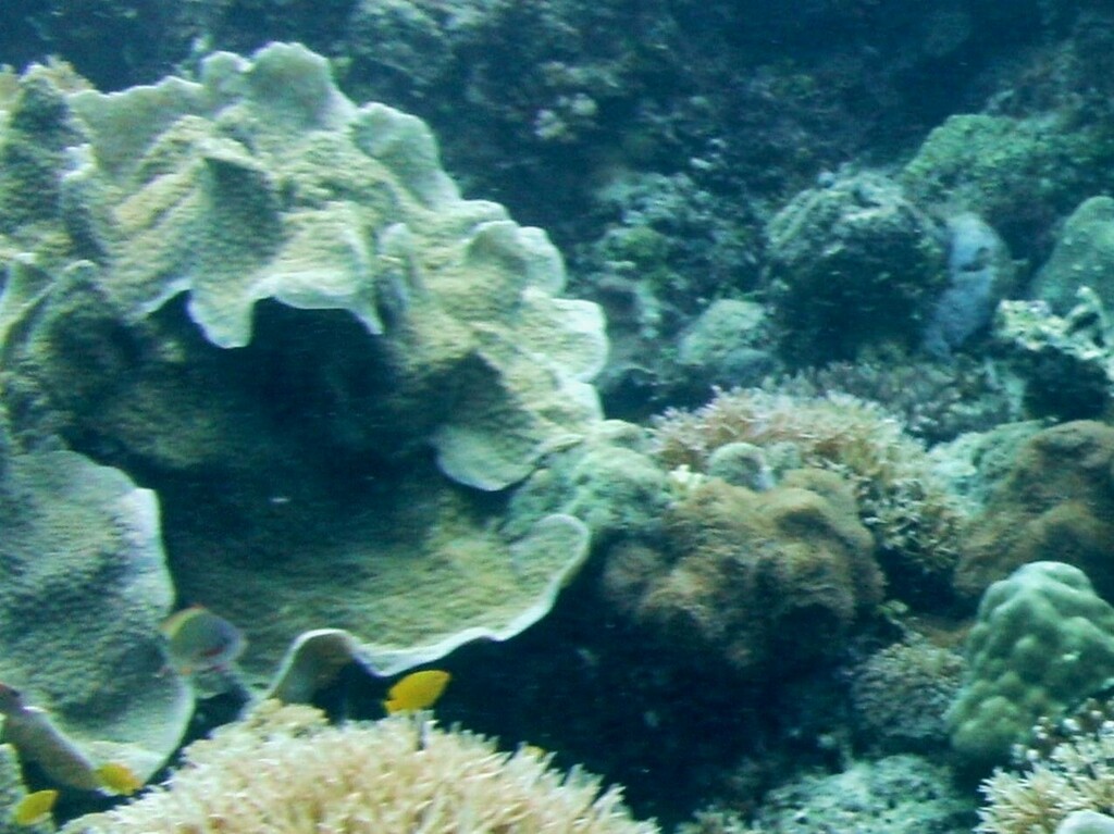 Echinopora from Panglao, PH-BO, PH on June 14, 2013 by kevintwhite ...