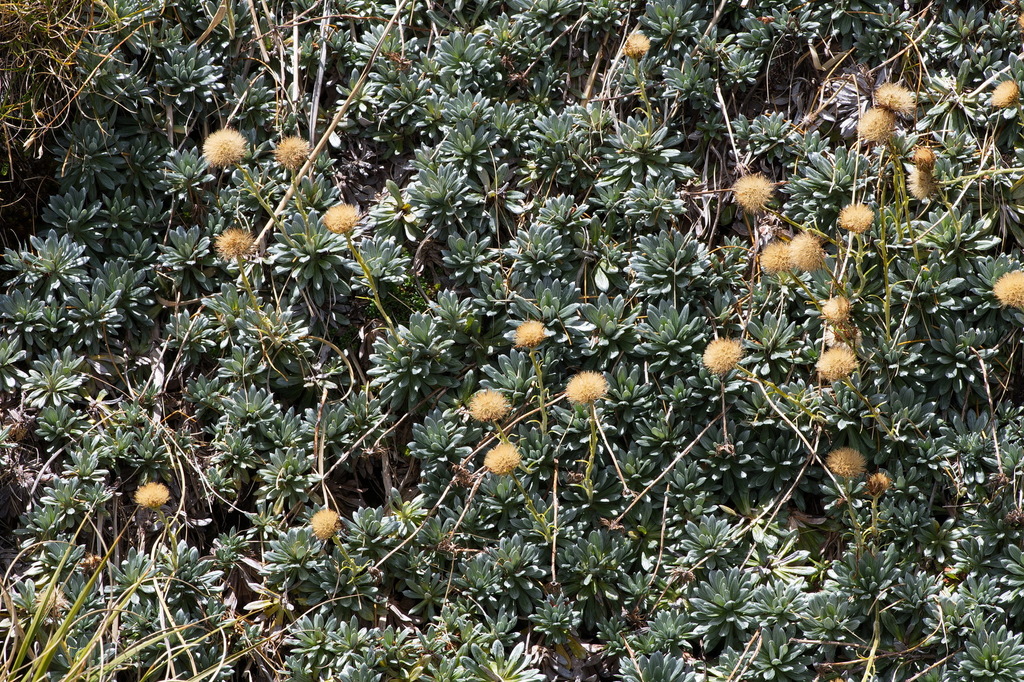 Hector's Daisy from Mt Cross, Haast Pass, , New Zealand on February 12 ...