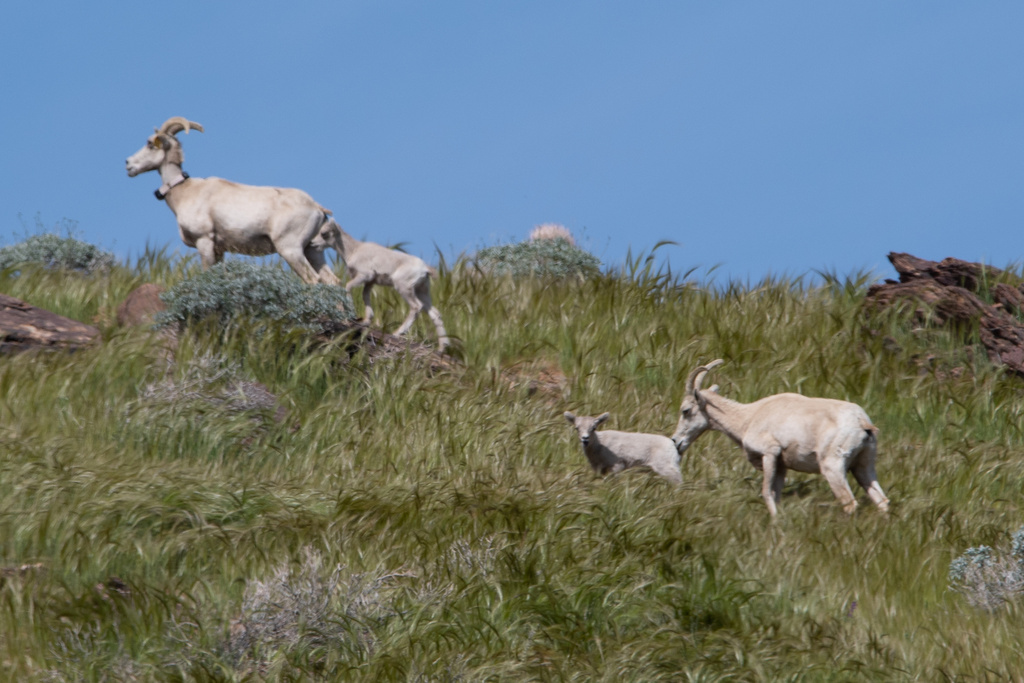 Desert Bighorn Sheep in March 2023 by Mason Maron · iNaturalist