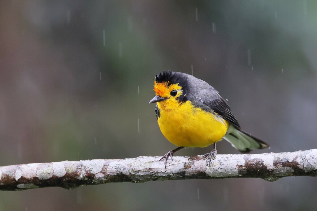 Golden-fronted Redstart from Vereda, PENAS BLANCAS, Riosucio, Caldas ...