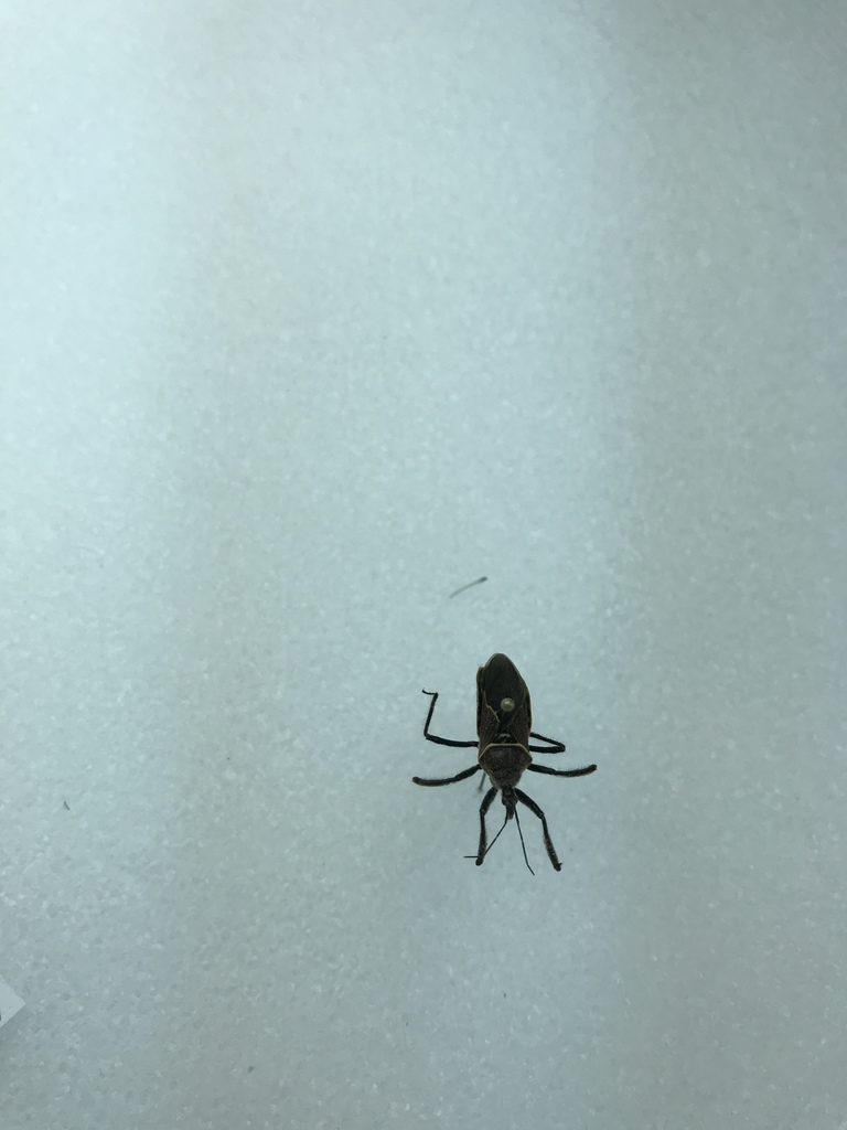 Bee Assassins from Pathfinder Dam, Alcova, WY, US on June 8, 2018 by ...