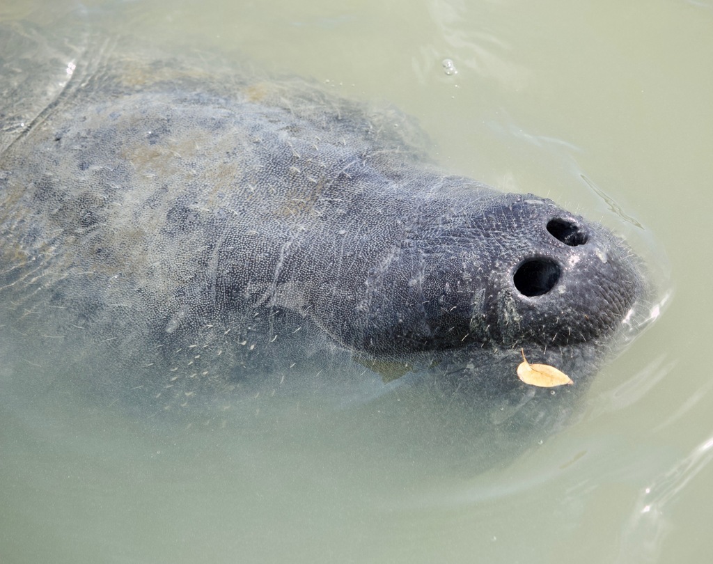 West Indian Manatee in March 2023 by Colby Baker · iNaturalist