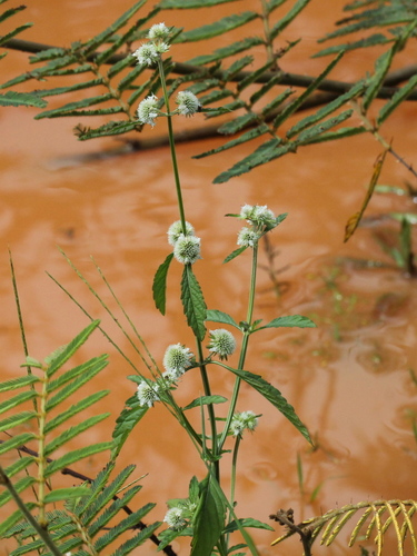 Hyptis lappacea · iNaturalist United Kingdom