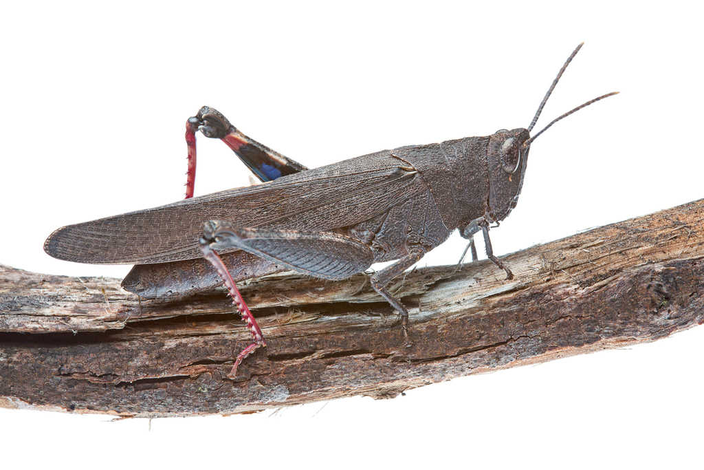Gumleaf Grasshoppers from 8639 Chester Pass Rd, Stirling Range National ...