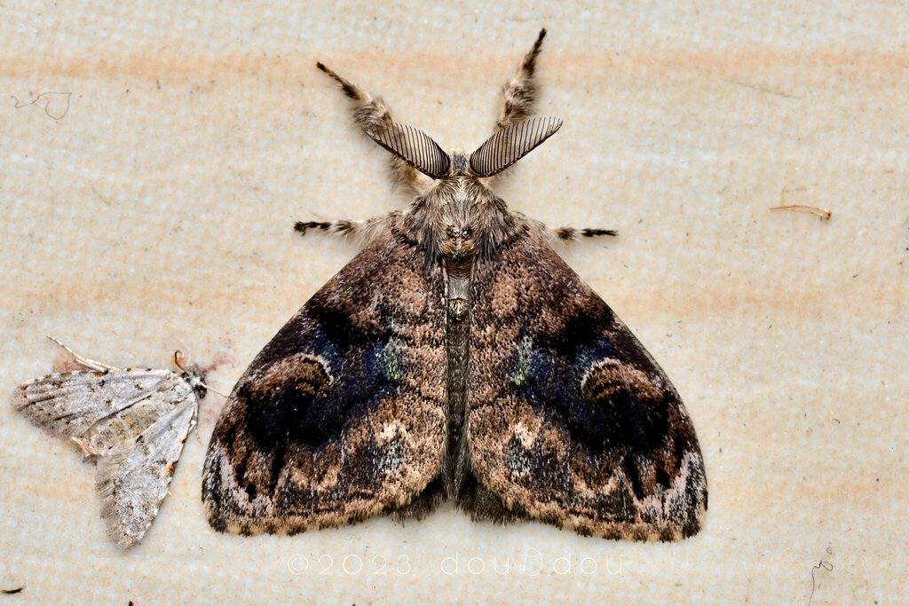 Cocoa Tussock Moth from 中国海南省昌江黎族自治县霸王岭 on January 12, 2023 at 03:15 AM ...