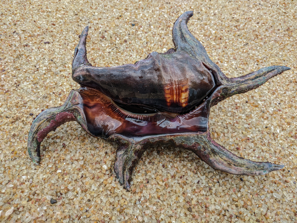 Chiragra Conch in March 2023 by Dmytro M. March 14, 2023 11:53 AM ...