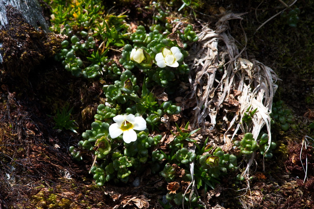 Euphrasia revoluta from Mt Cross, Haast Pass,, New Zealand on February ...