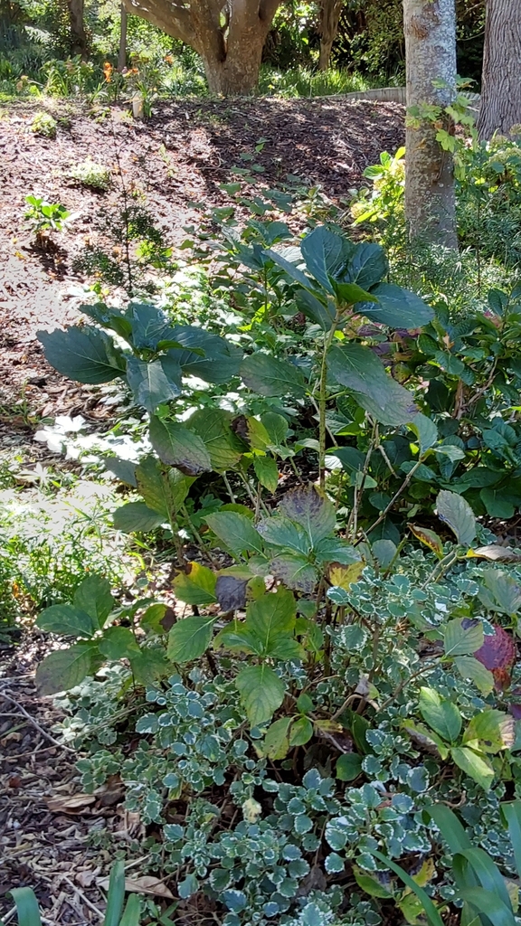 Thicket Spurflower from Wynberg, Cape Town, 7824, South Africa on March ...