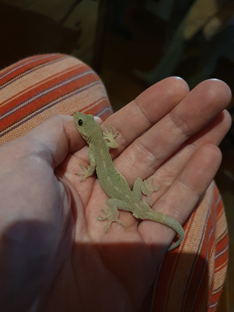 Japanese Giant Gecko from 167-12 Miyagino, Hakone, Ashigarashimo ...