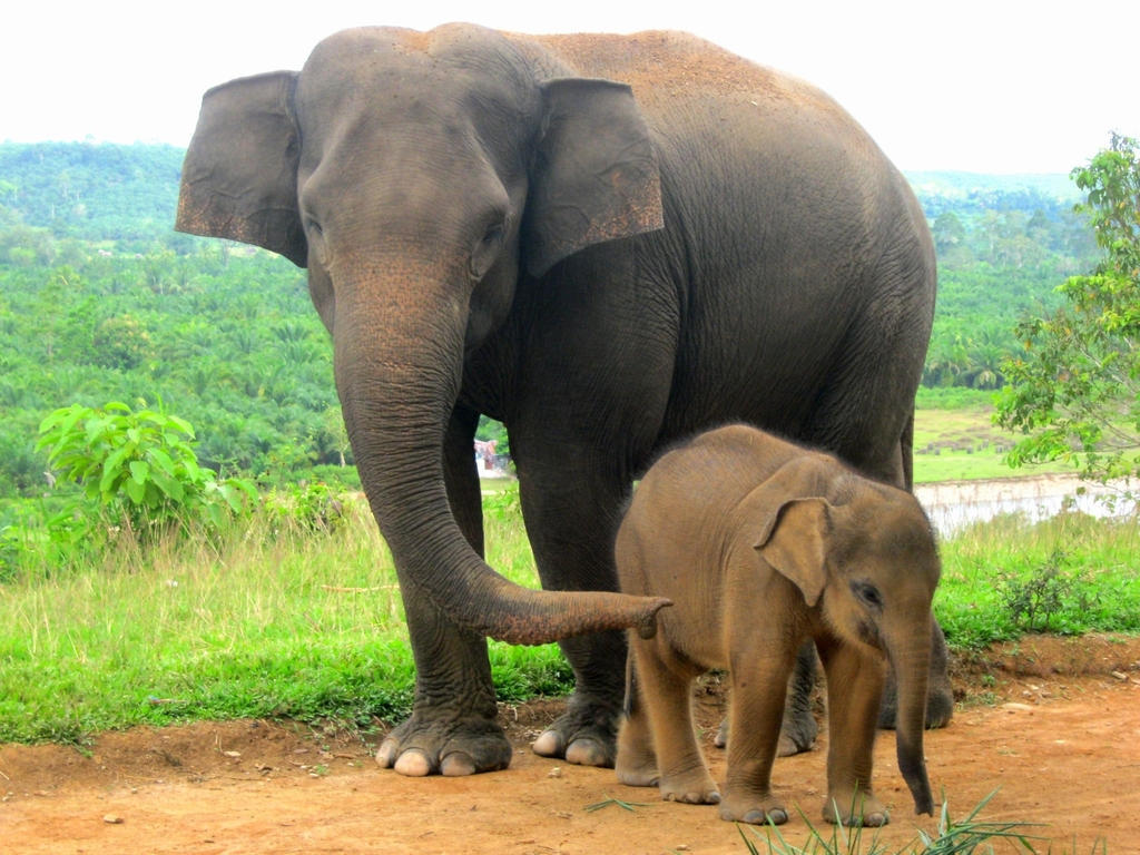 Sumatran Elephant in May 2011 by Rendra Regen Rais · iNaturalist