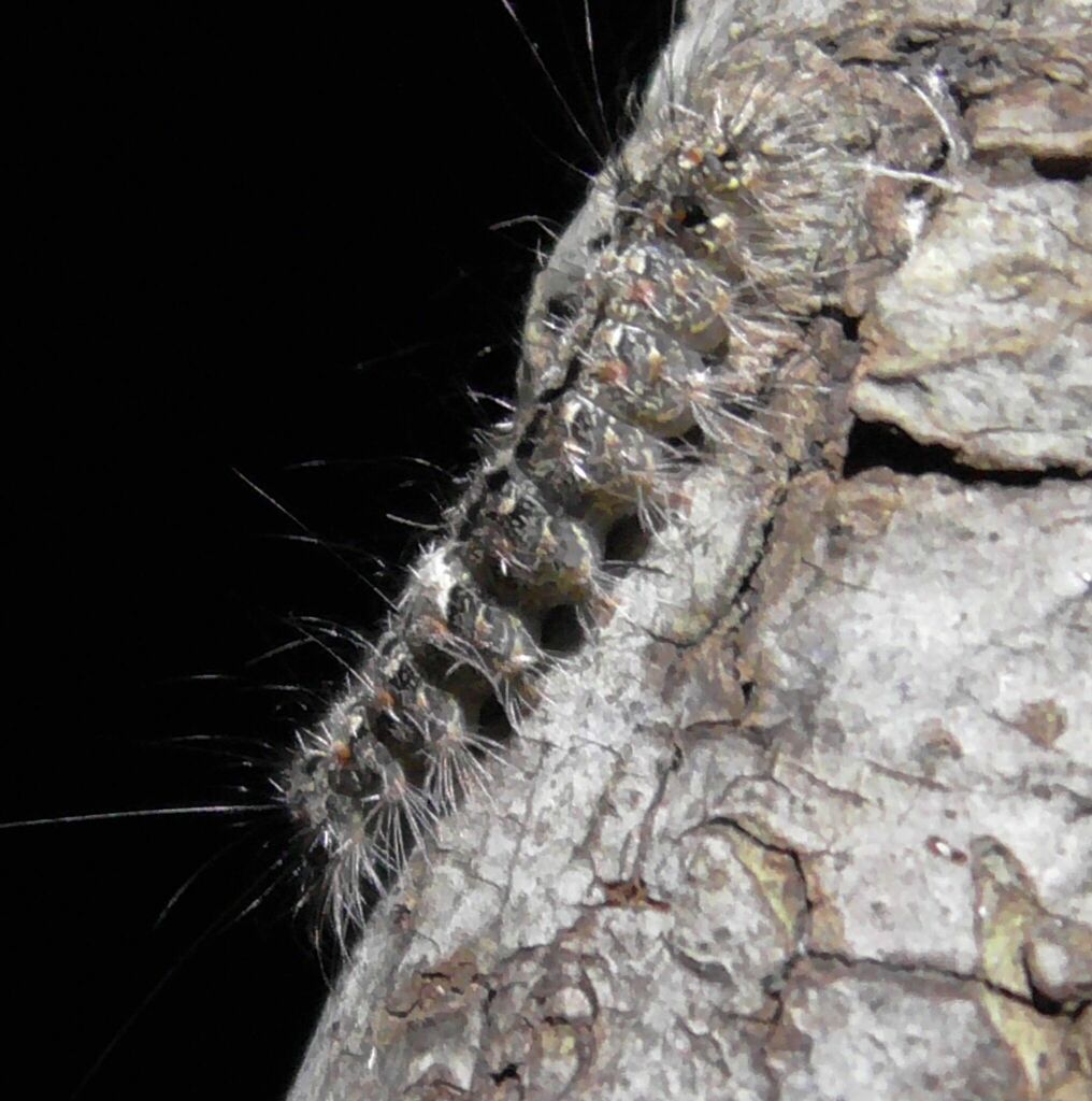 White Cedar Moth from Mareeba, AU-QL, AU on March 14, 2023 at 11:43 PM ...