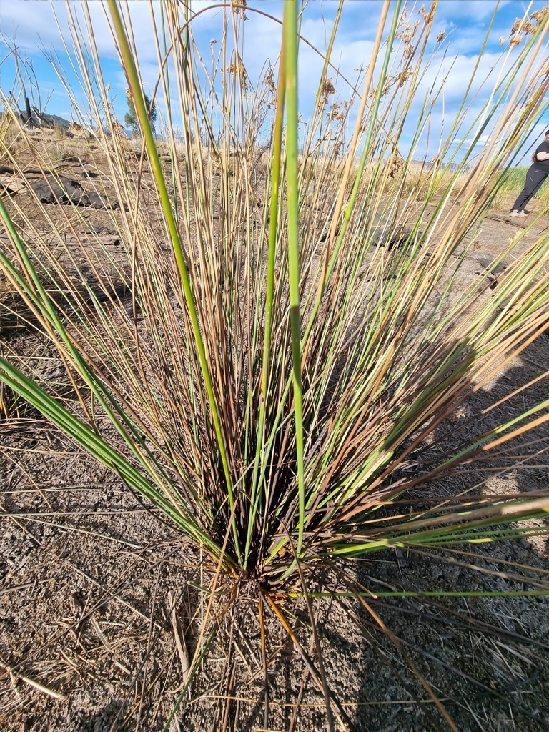 Juncus flavidus from Winton North VIC 3673, Australia on March 11, 2023 ...